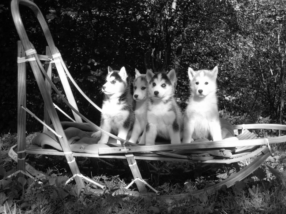 Notre histoire nordique - Élevage de husky sibérien en Belgique